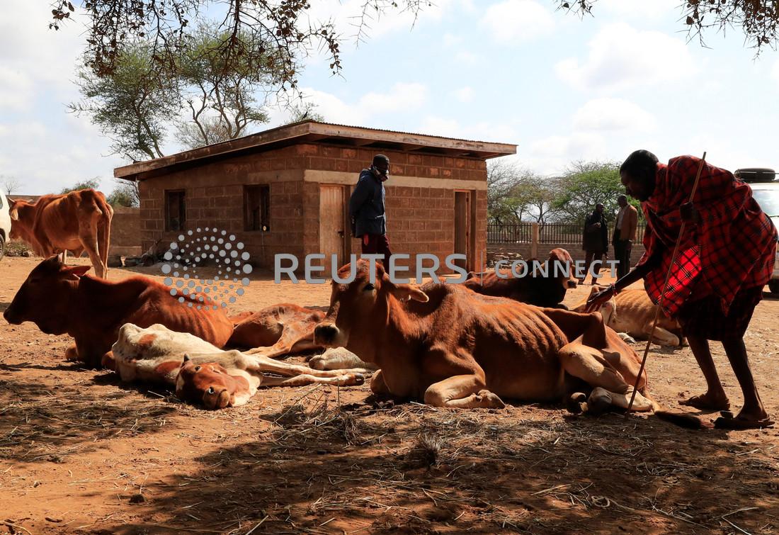 Drought forces Kenya's Maasai to sell starving cattle for a pittance ...