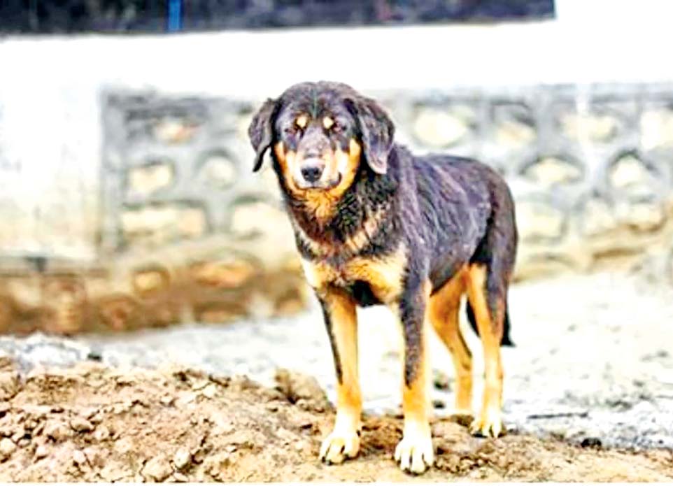 Emergency kit for your pet - The Fiji Times