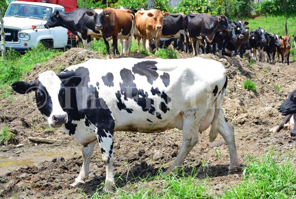 Back in history: Idea of cattle farming - The Fiji Times