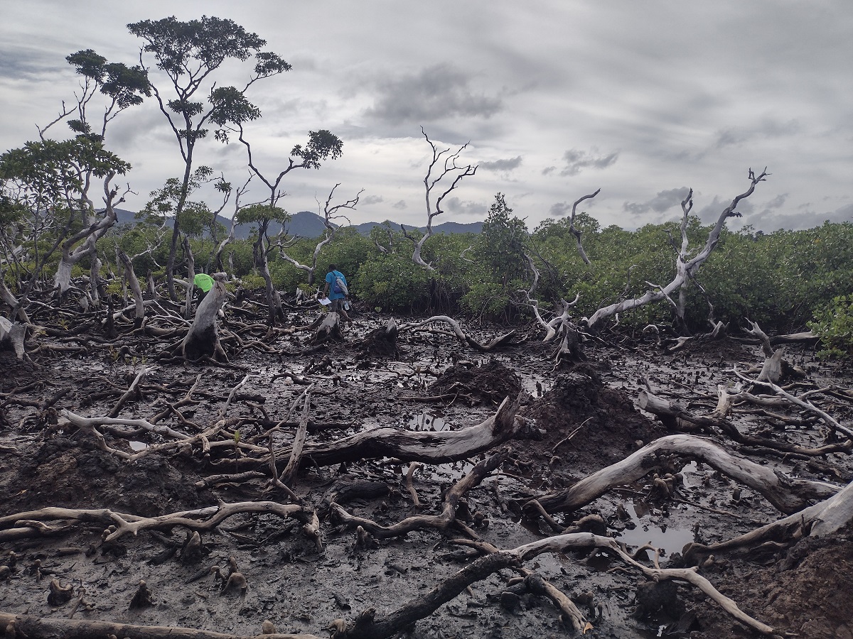 Mangroves matter - Fiji surveys first step to sustain natural ...