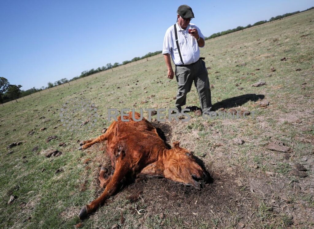 Arid wheat fields and dead cows: a snapshot of Argentina's worst drought in decades - The Fiji Times