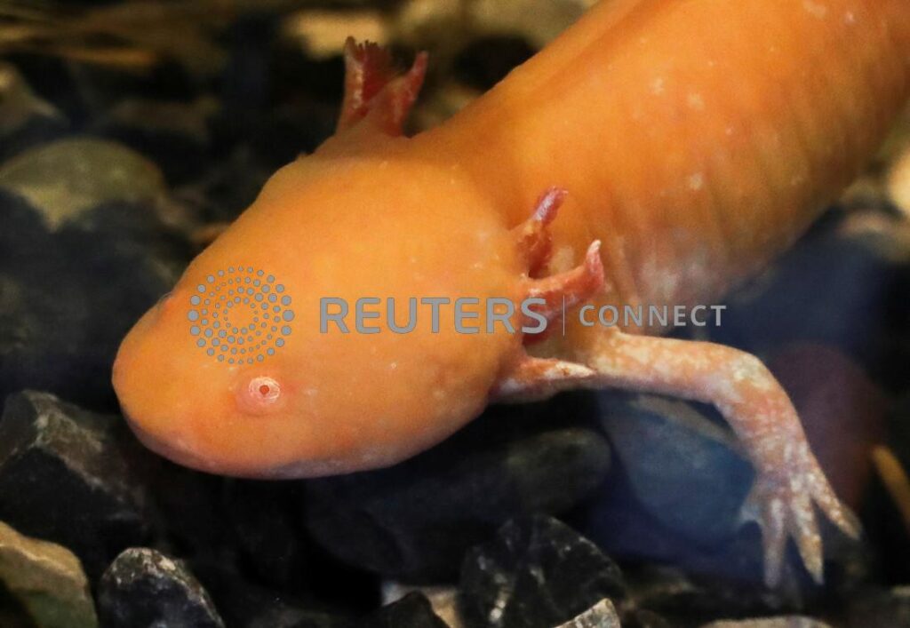 New museum in Mexico spotlights endangered axolotl salamander - The ...