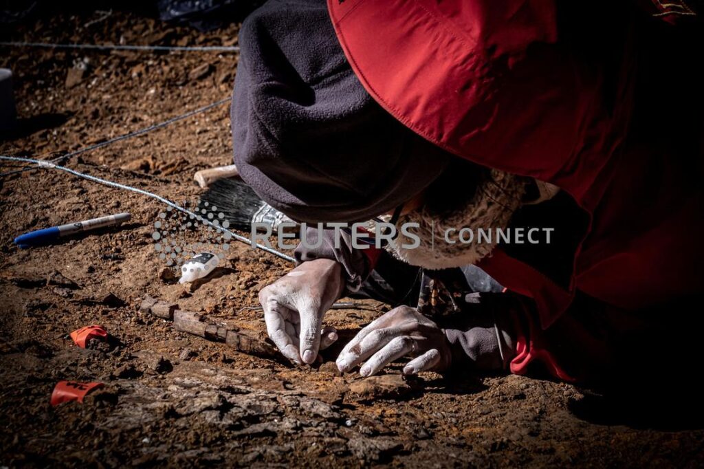 Scientists unearth megaraptors, feathered dinosaur fossils in Chile's ...