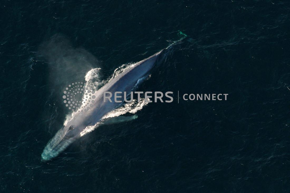 Deep-sea mining may disrupt whale communication, study finds - The Fiji ...