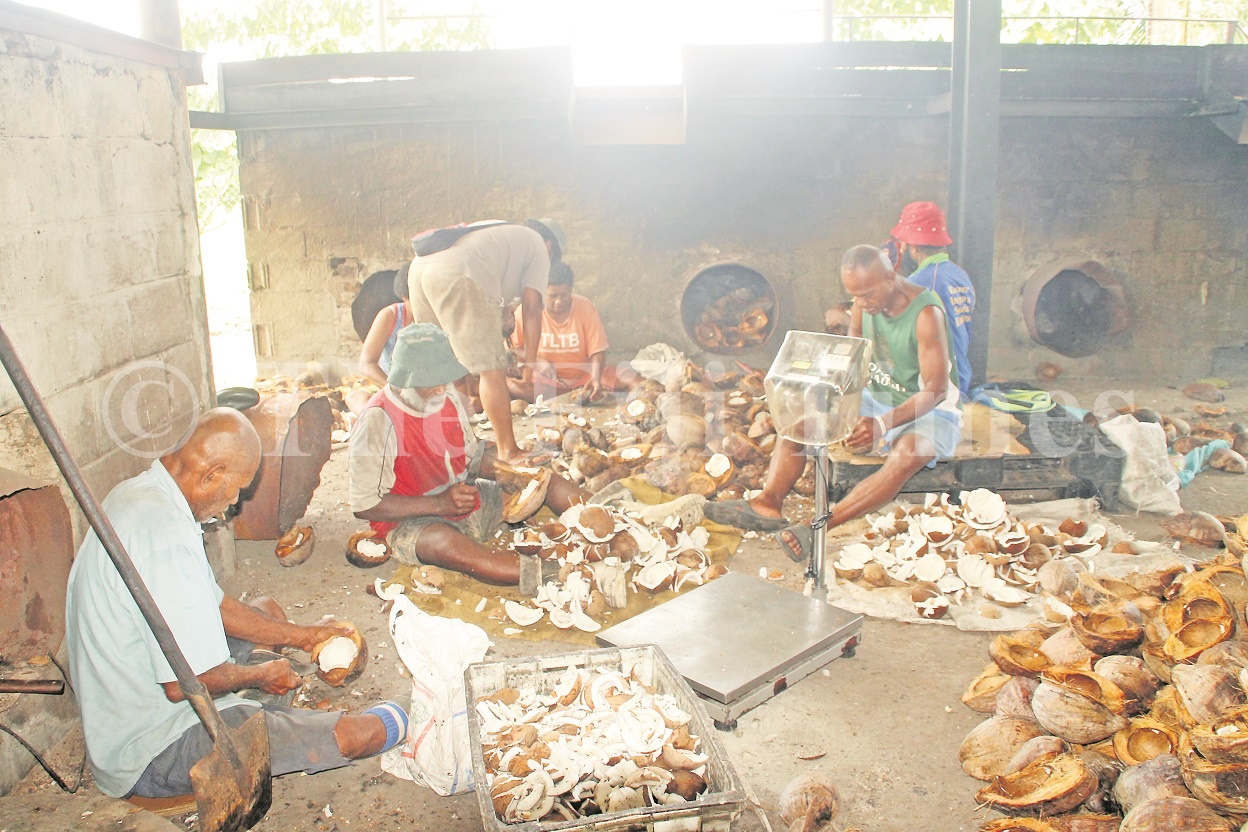 Copra’s big part in food security - The Fiji Times