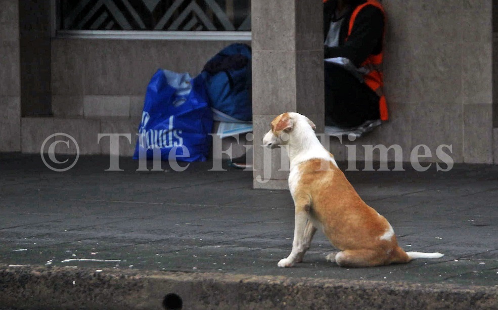 Stray dog outreach - Free clinics to help control problem - The Fiji Times