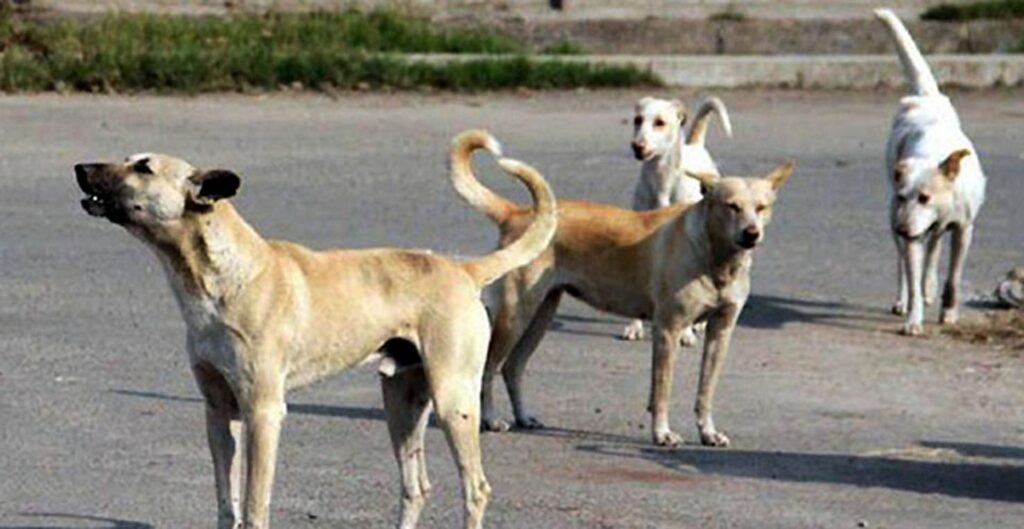 Use of poision on dogs | Call for more humane approach - The Fiji Times