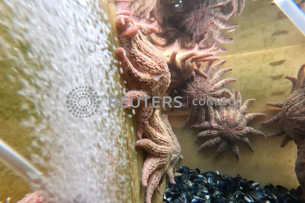 Scientists grow sea stars in lab to understand mass die-off along ...
