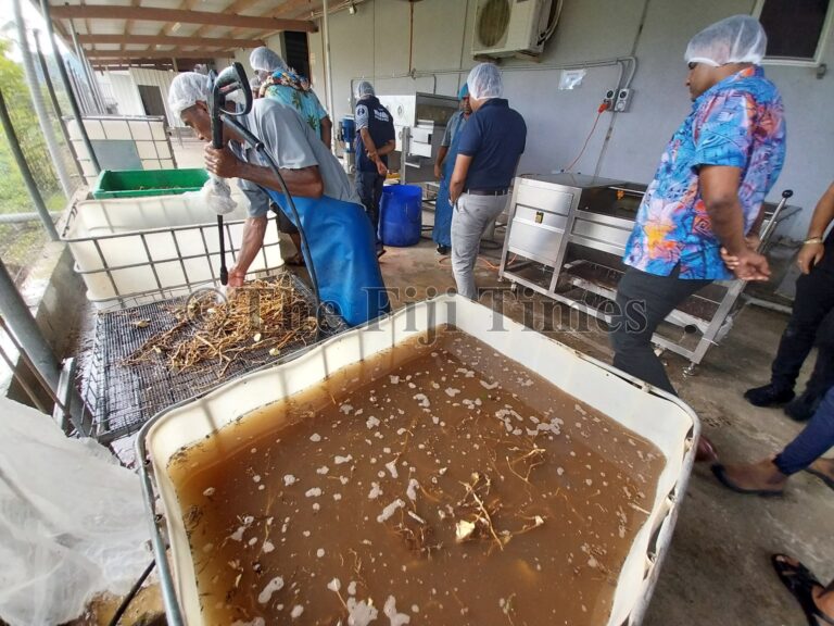 Kava adulteration overseas, may initiate a second export ban - The Fiji ...