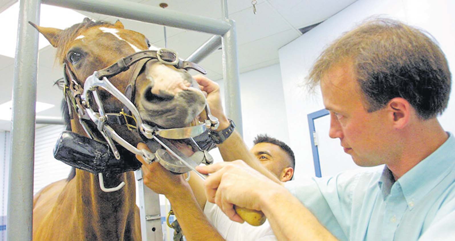 Vet corner: What's a veterinarian? Processes involved for those aspiring to become one - The ...