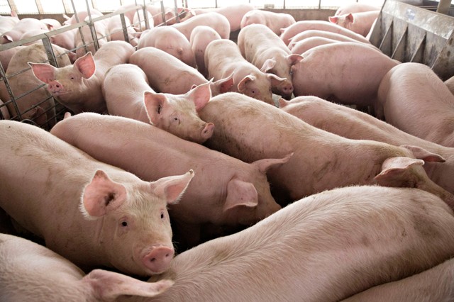 Millions from total slaughter - The Fiji Times