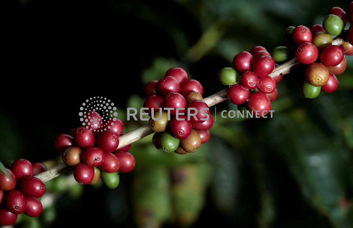 Coffee research group progresses on naturally decaffeinated varieties ...