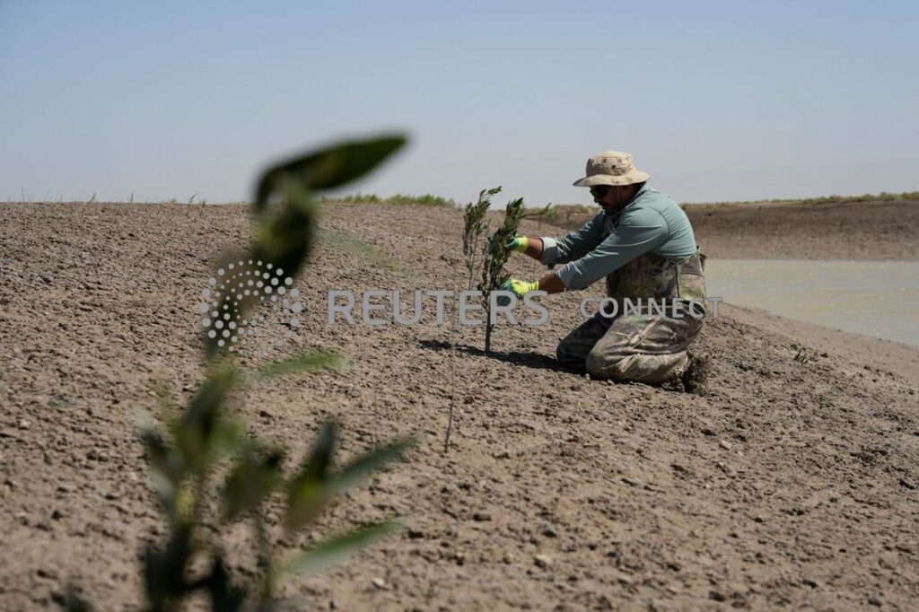 Iraq plants mangrove forest to fight climate disaster - The Fiji Times