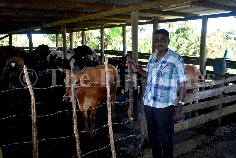 $5.5m for dairy ills | Climate-resilient breed in raft of measures to ...