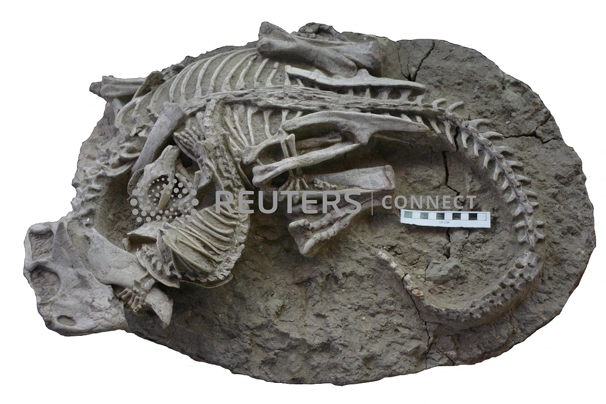 Dramatic fossil shows pugnacious mammal attacking a dinosaur - The Fiji ...