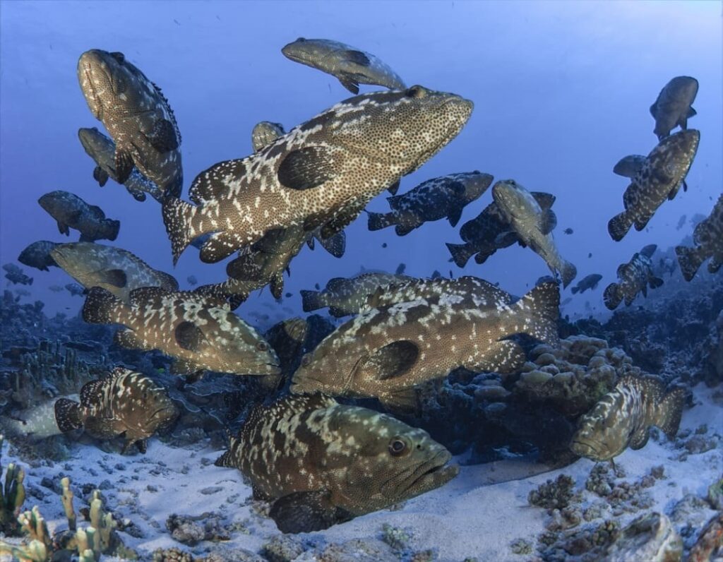Fish, do no harm - The Fiji Times
