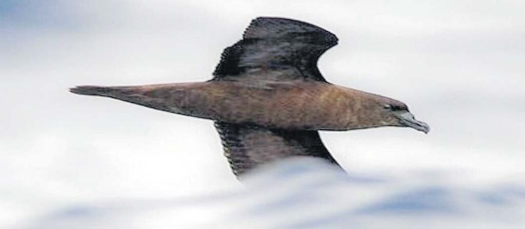 Back in history | Fiji's rare bird - The Fiji Times