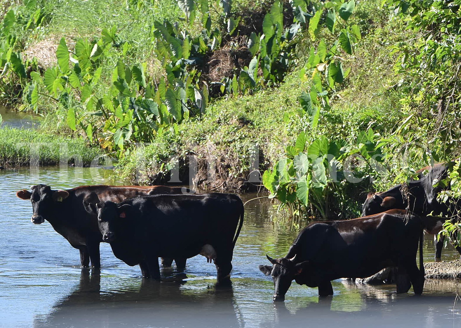 Land lease woes plague dairy farmers, threatening livelihoods - The ...