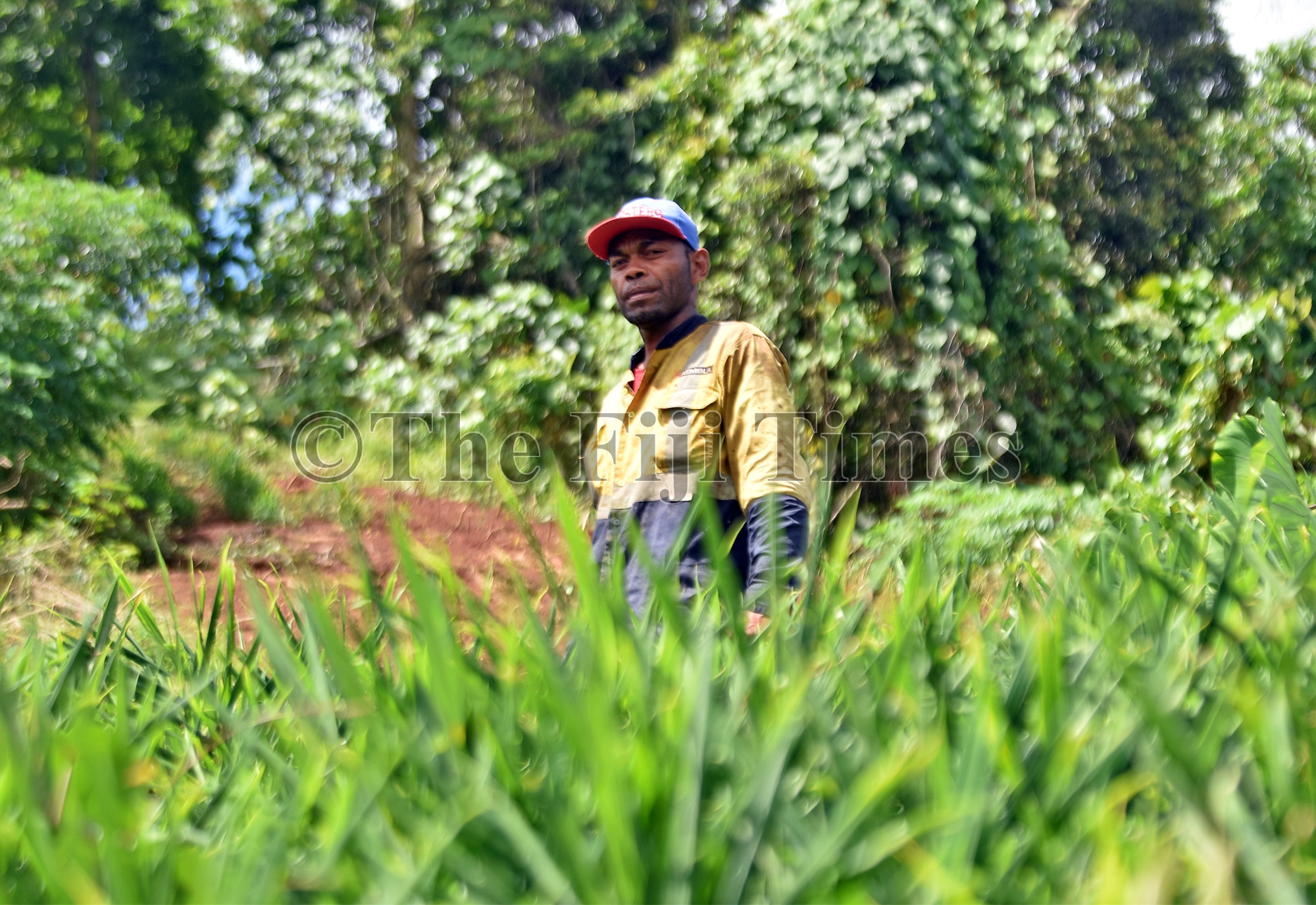 Promise of more land in less time - The Fiji Times