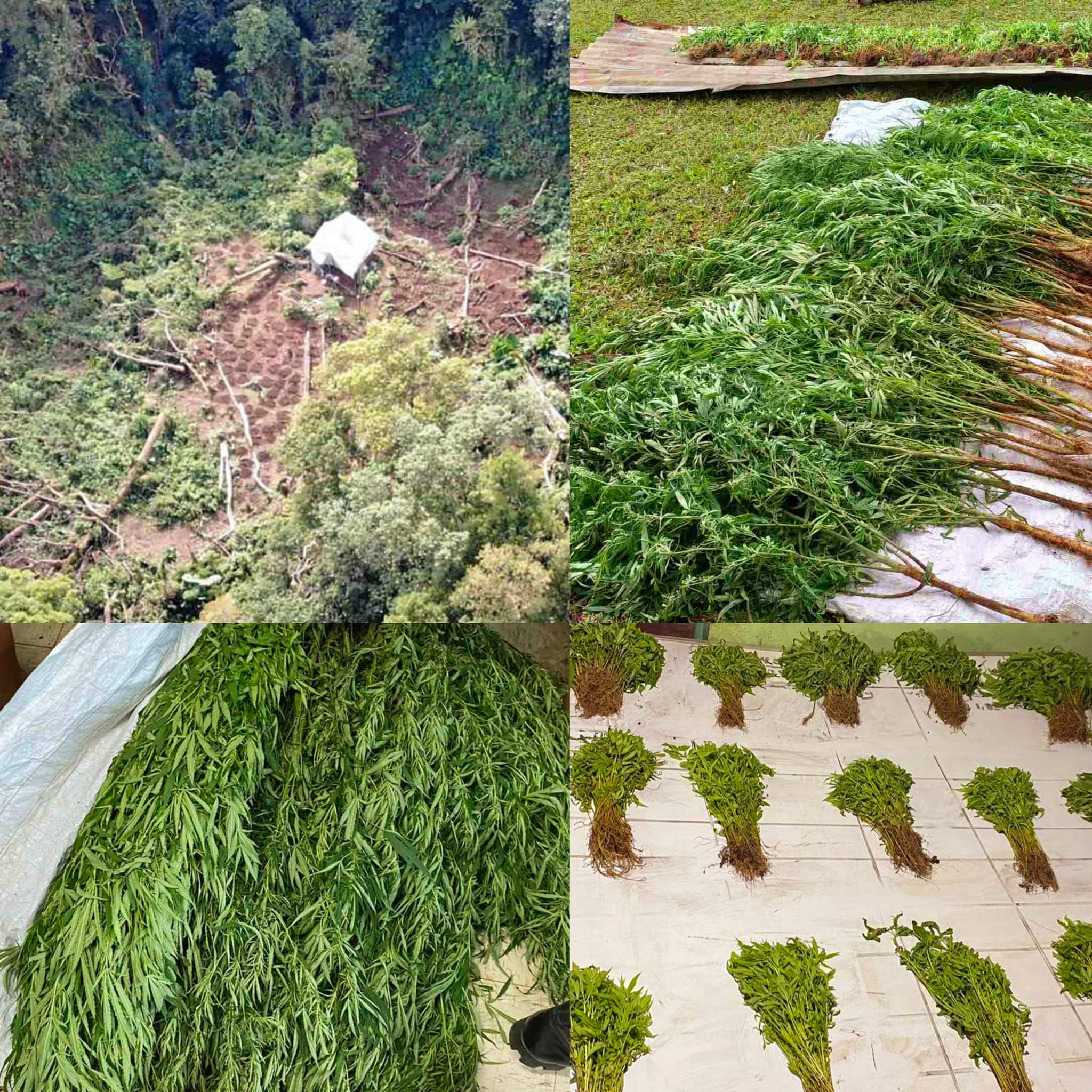 Man in custody over 3000 plants - The Fiji Times