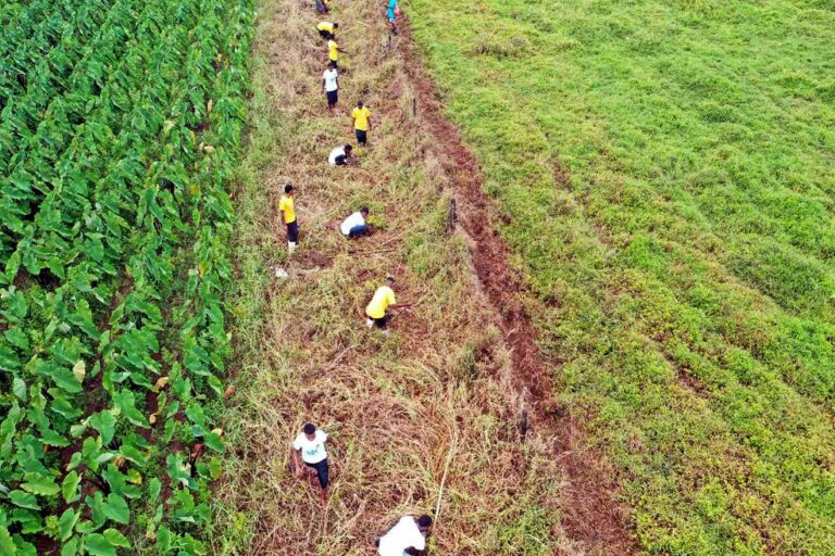 18million trees in 4 years | 60pc of target includes exotic, native ...