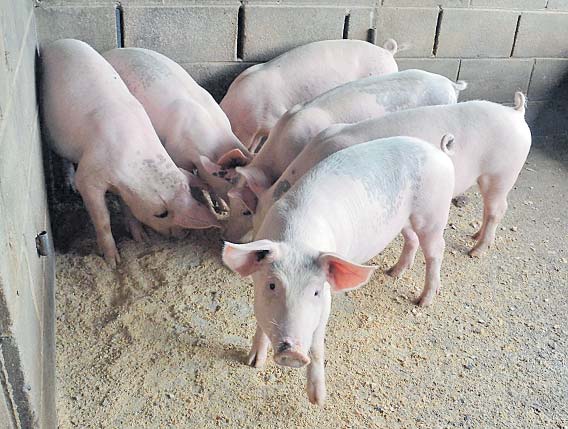Be aware of African Swine fever - The Fiji Times