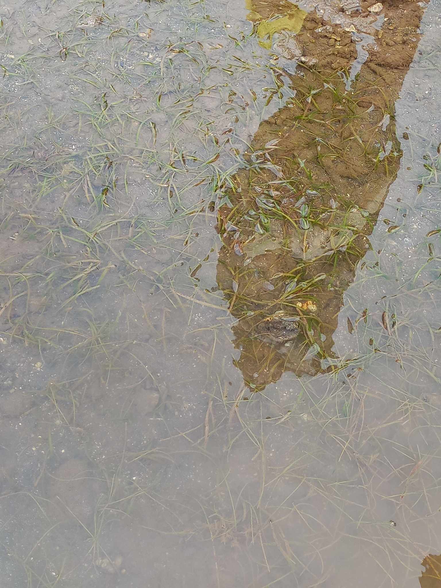 Seagrass restoration project planned in Dawasamu - The Fiji Times