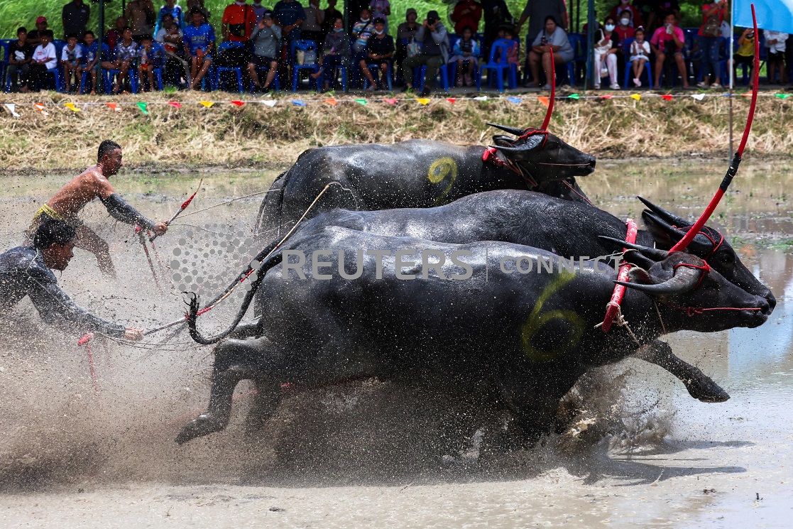 Thai buffalo race marks start of rice growing season - The Fiji Times