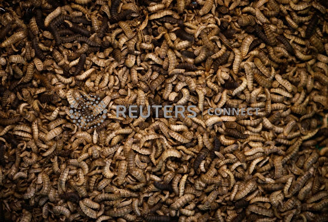 Fly larvae breeds success for women in Nepal village - The Fiji Times