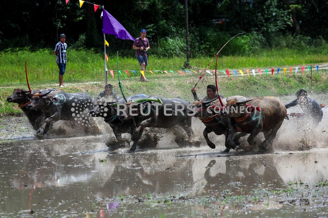Thai buffalo race marks start of rice growing season - The Fiji Times