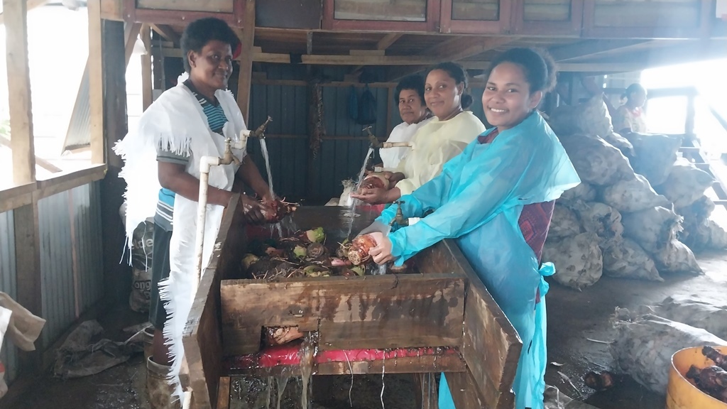 Exporters shift from copra to dalo export - The Fiji Times