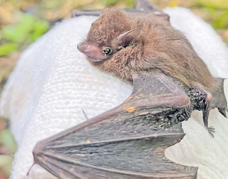 Endangered bat species cave roost discovered in Fiji's far flung island ...