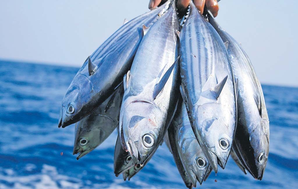 Beyond the Scope | Value of fish exports - The Fiji Times
