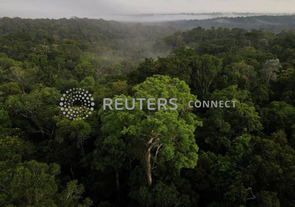 EU steps in to boost Amazon rainforest protection plan - The Fiji Times