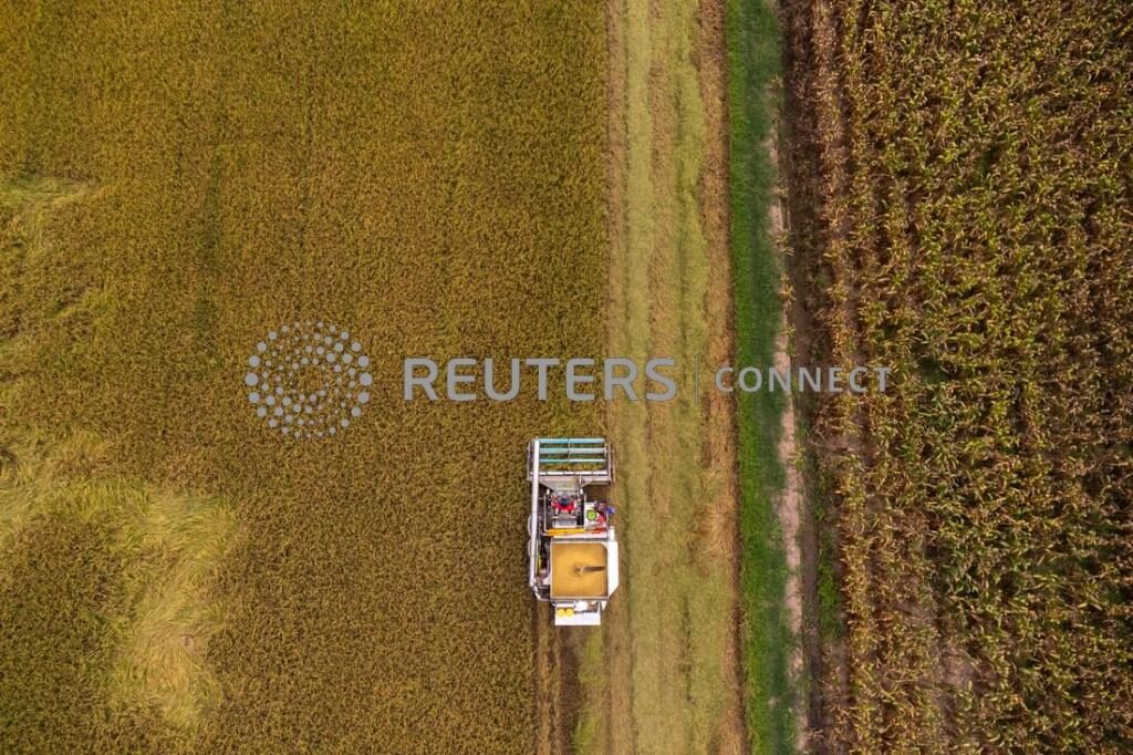 Soaring rice prices sow hope - and trouble - for indebted Thai farmers ...