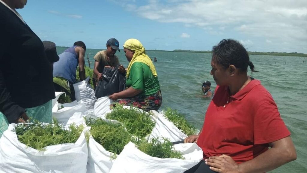 Women continue to grow seafeed farming project - The Fiji Times