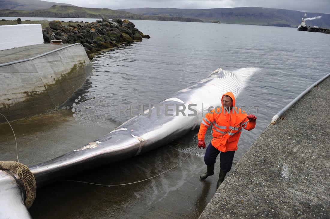 Iceland resumes fin whale hunting, but killing needs to be faster - The ...