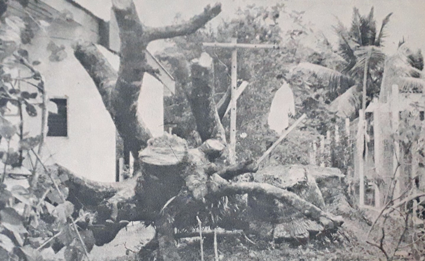 Back in history | Tree felling worry - The Fiji Times