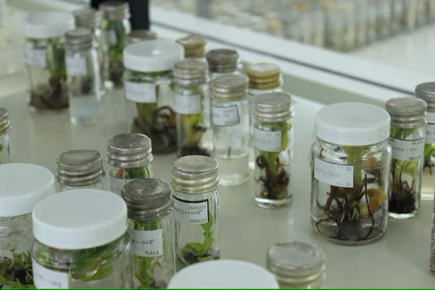 The Pacific’s plant gene bank in Fiji - The Fiji Times