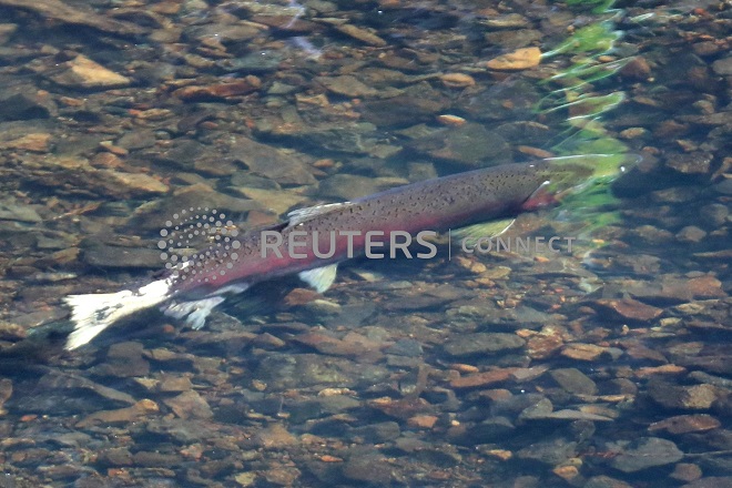 US Commercial fishing groups sue tire manufacturers over fish-killing ...