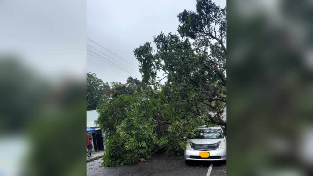 Weather watch | Fallen tree in Samabula; motorists urged to take ... Weather watch | Fallen tree in Samabula; motorists urged to take ...