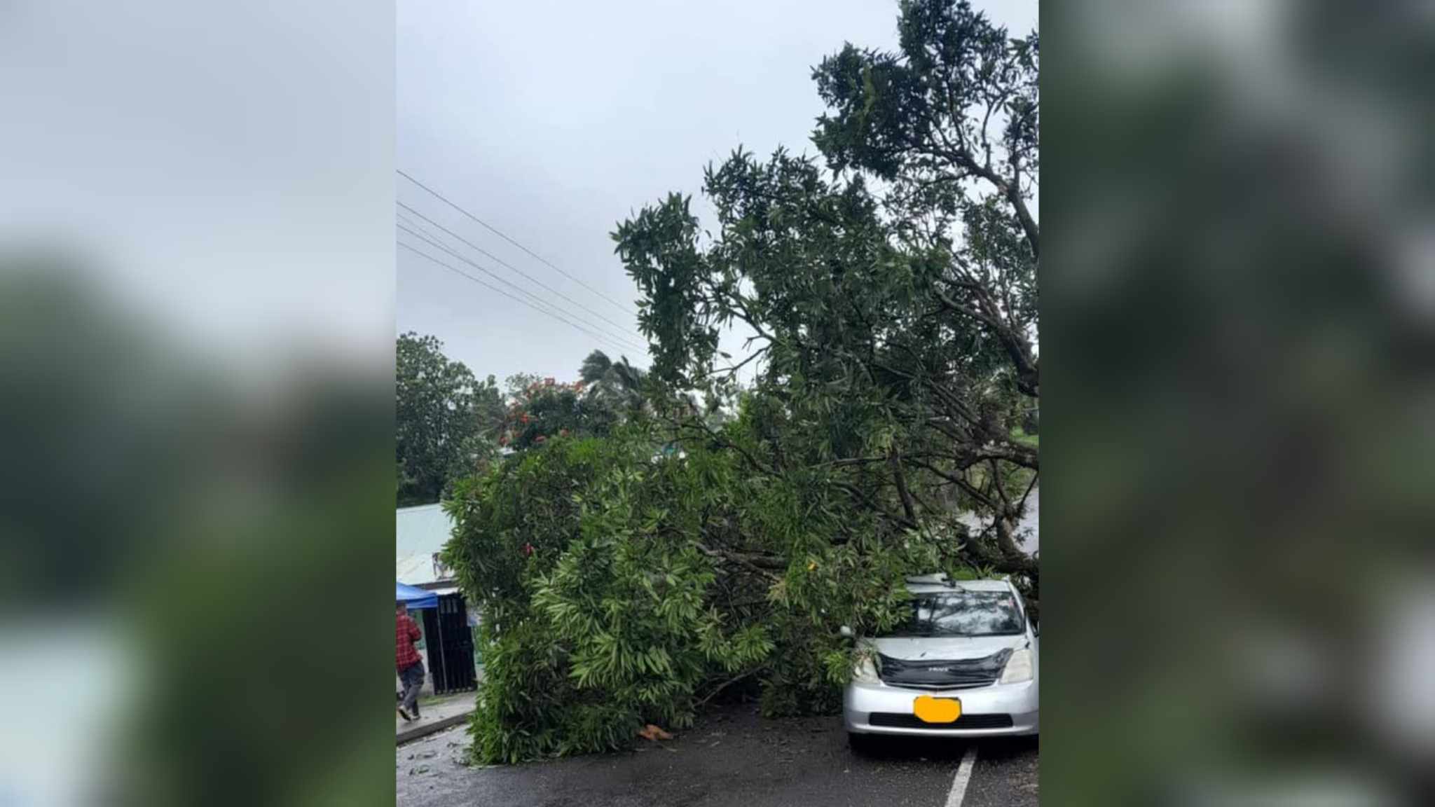 Weather watch | Fallen tree in Samabula; motorists urged to take ...
