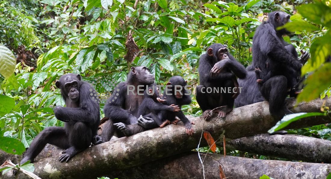 Scientists observe chimpanzees using human-like warfare tactic - The ...