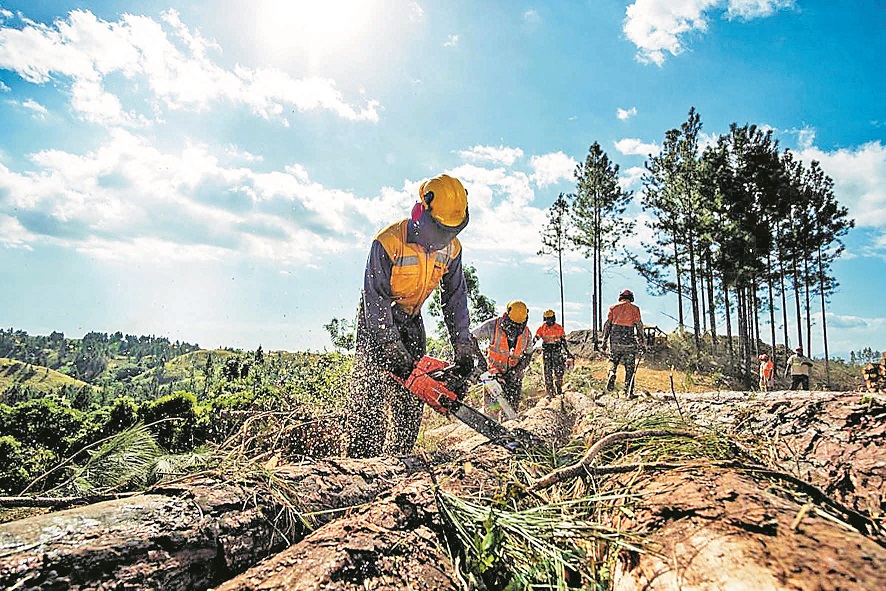 Fiji Pine buys back ‘pine logs sitting outside leased areas’ - The Fiji ...