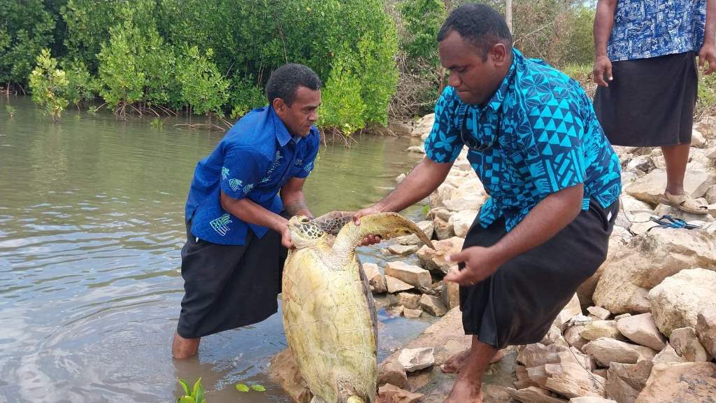 Seven turtles escape 'top table' - The Fiji Times