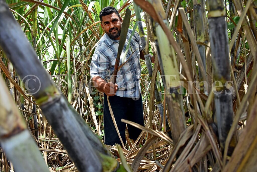 Cane plants require optimal rainfall - The Fiji Times