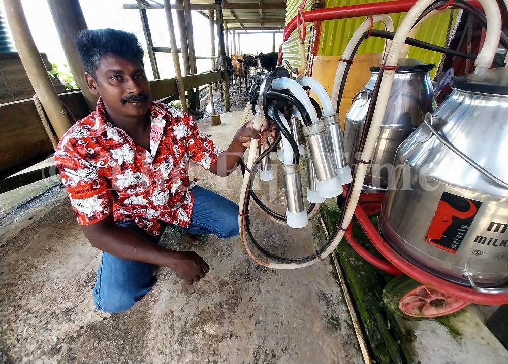 46 dairy farmers supply 74 per cent of milk - The Fiji Times