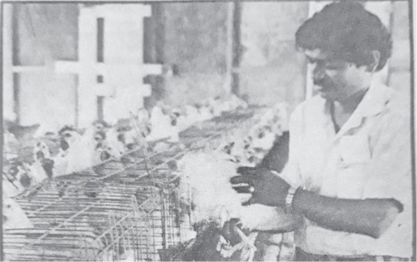 Back in history | Poultry leads the way - The Fiji Times