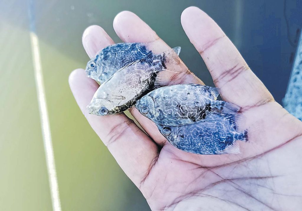 Station breeds Nuqa - The Fiji Times