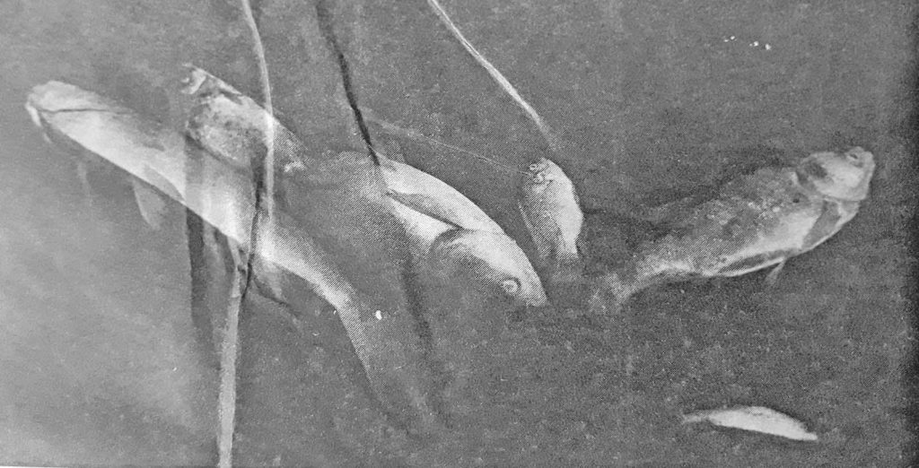 Back in history | Poison in the river - The Fiji Times